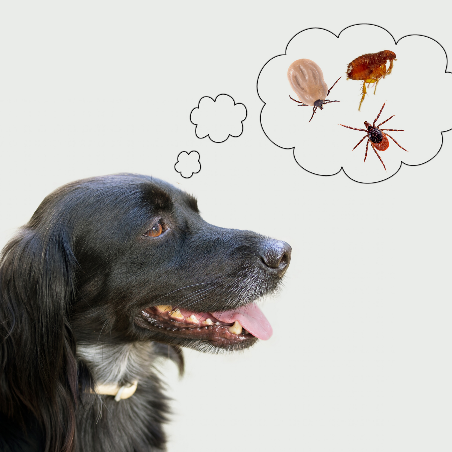 Dogs' Refuge Home – Rescue is the best breed!