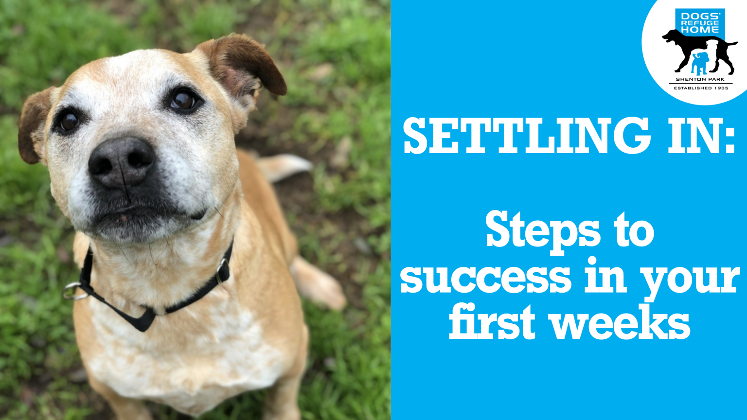 Dogs' Refuge Home – Rescue is the best breed!