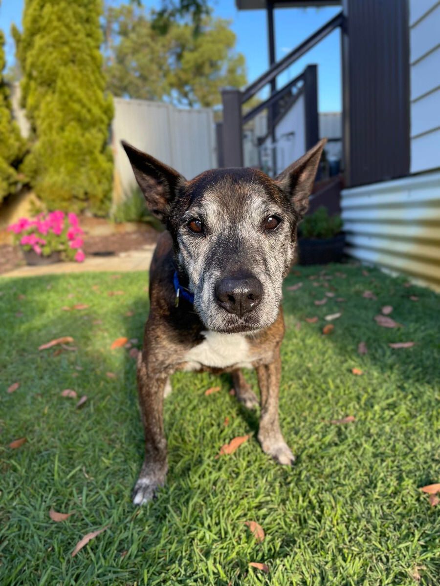 Albert – Dogs' Refuge Home