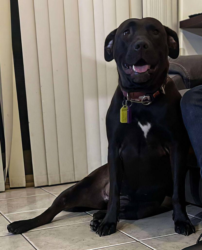 Mazie – Dogs' Refuge Home