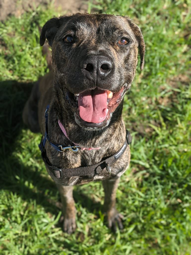 Lilo – Dogs' Refuge Home