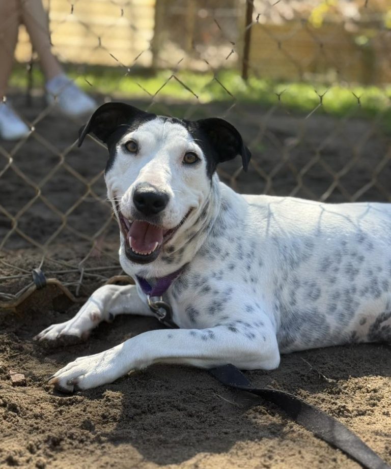 Pepper – Dogs' Refuge Home