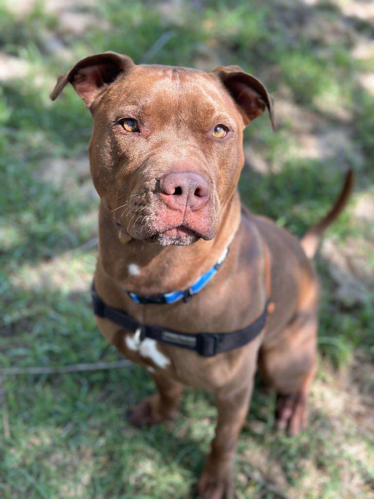 Dexter – Dogs' Refuge Home