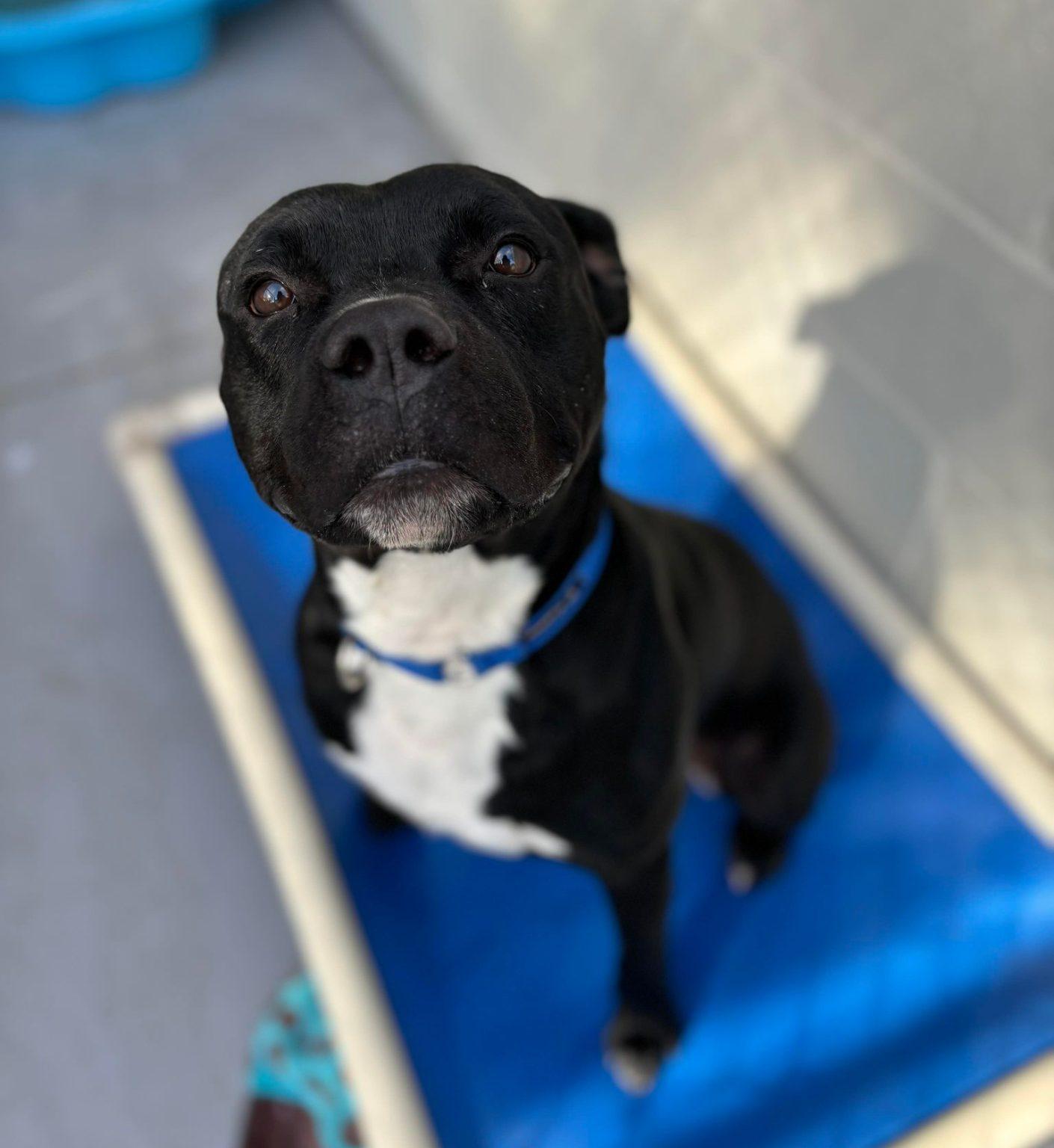 Oakley – Dogs' Refuge Home