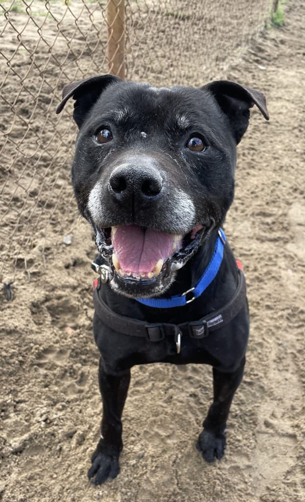 Tommy – Dogs' Refuge Home