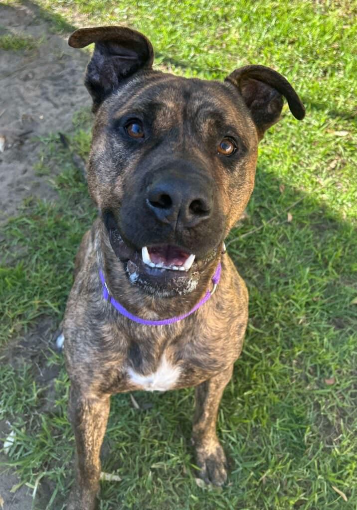 MacK – Dogs' Refuge Home