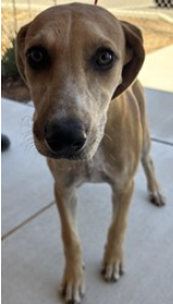 Suki – Dogs' Refuge Home