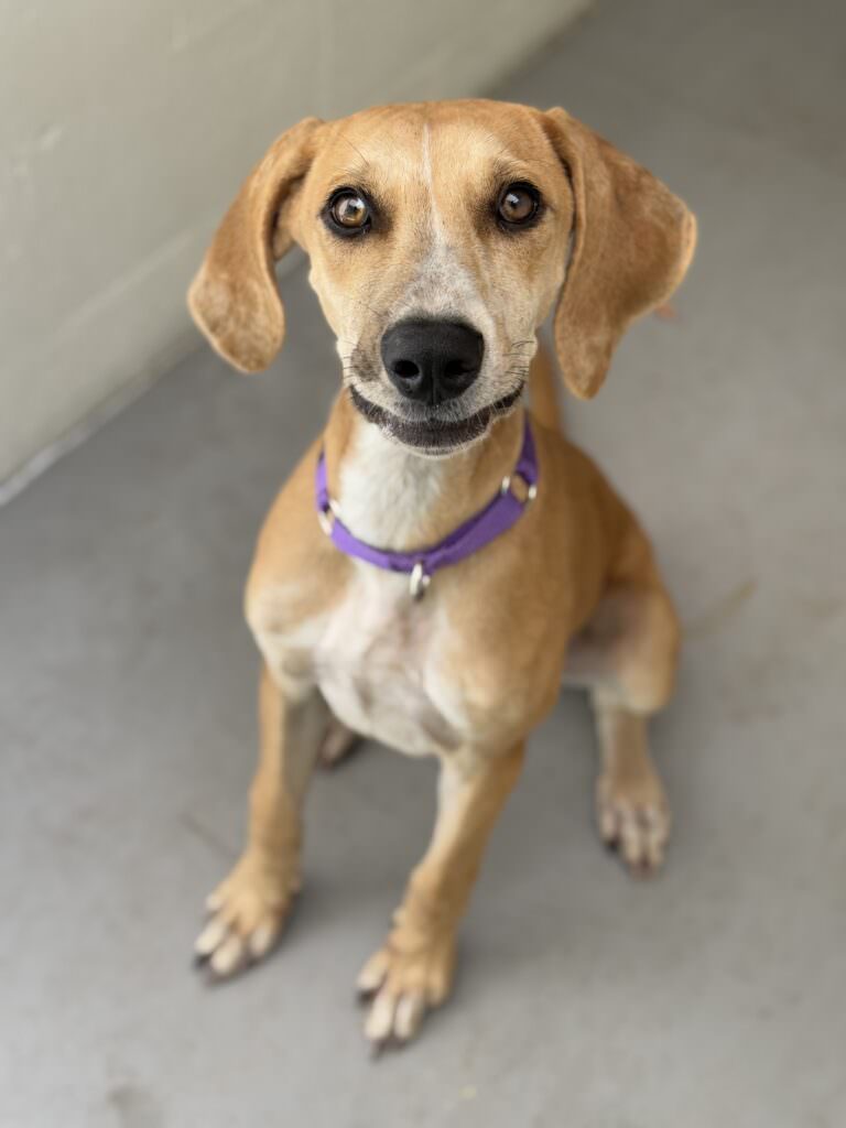 Suki – Dogs' Refuge Home