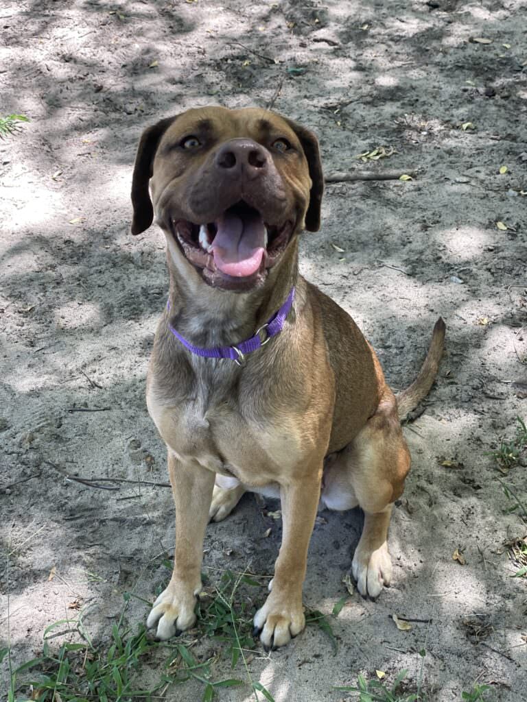 Lolly – Dogs' Refuge Home