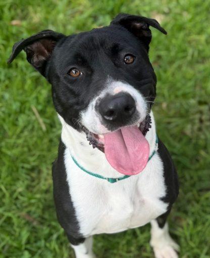 Goose – Dogs' Refuge Home