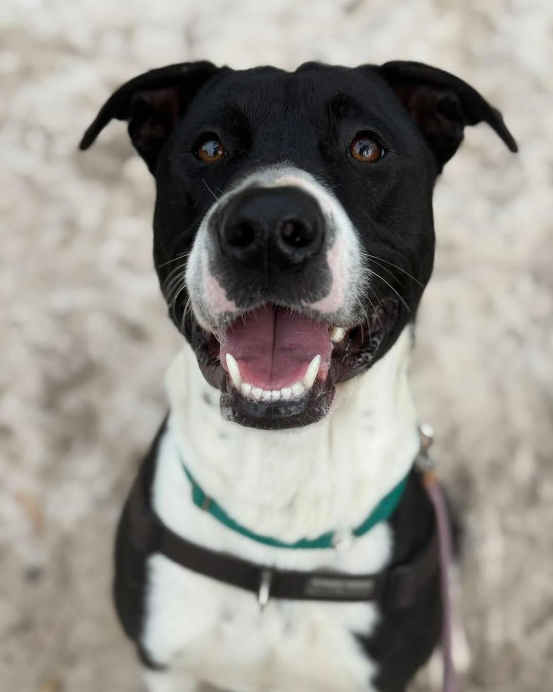 Goose – Dogs' Refuge Home