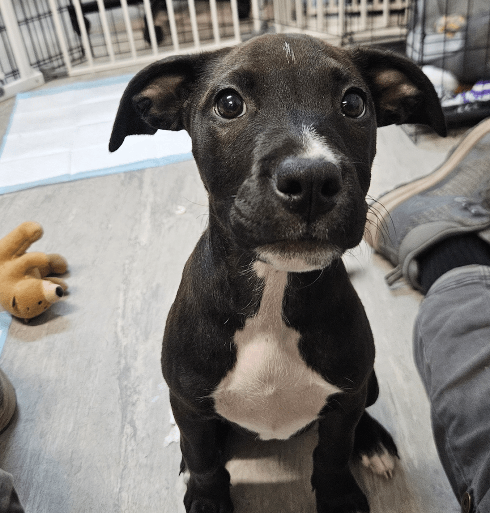 Shorty – Dogs' Refuge Home