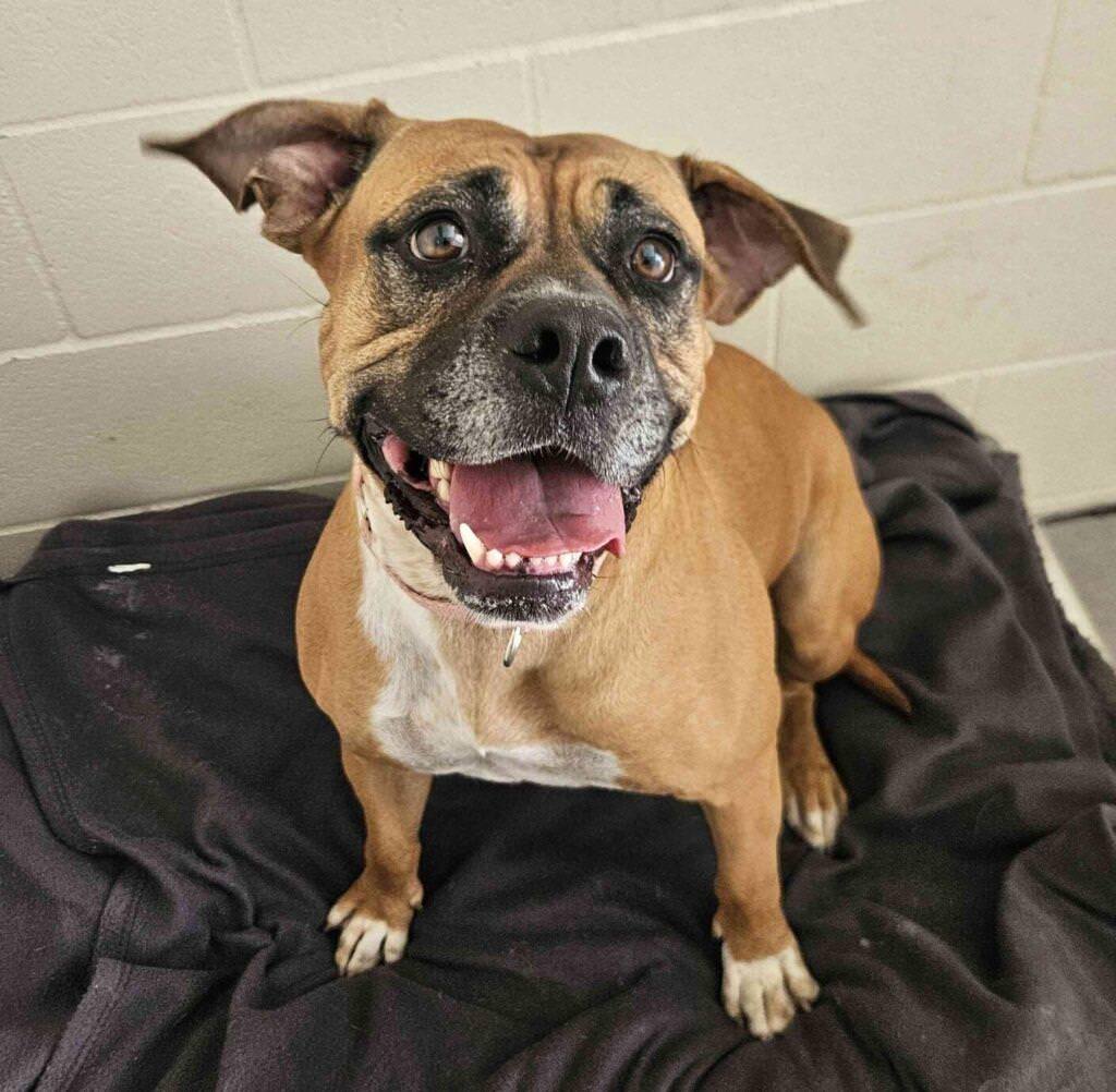 Donna – Dogs' Refuge Home