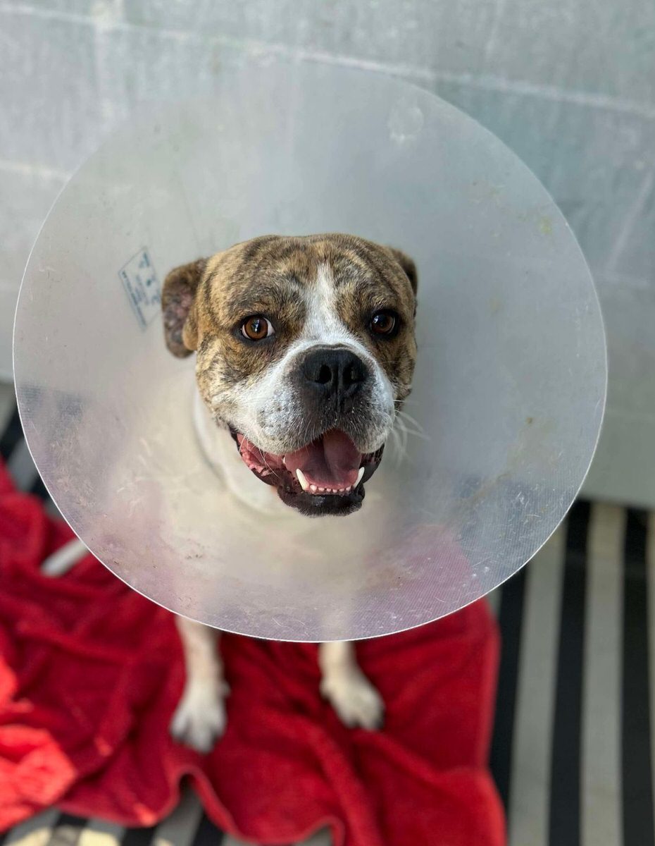 Aaron – Dogs' Refuge Home