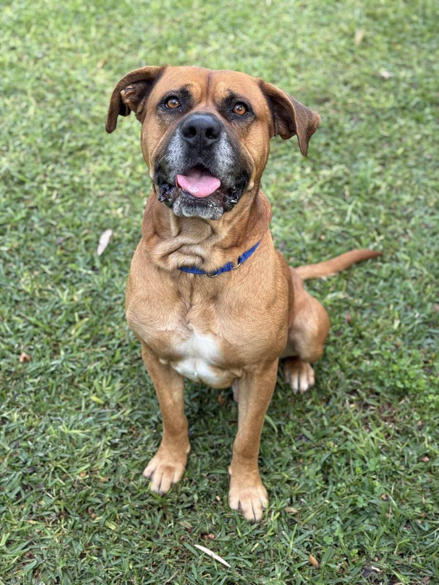 Jax – Dogs' Refuge Home