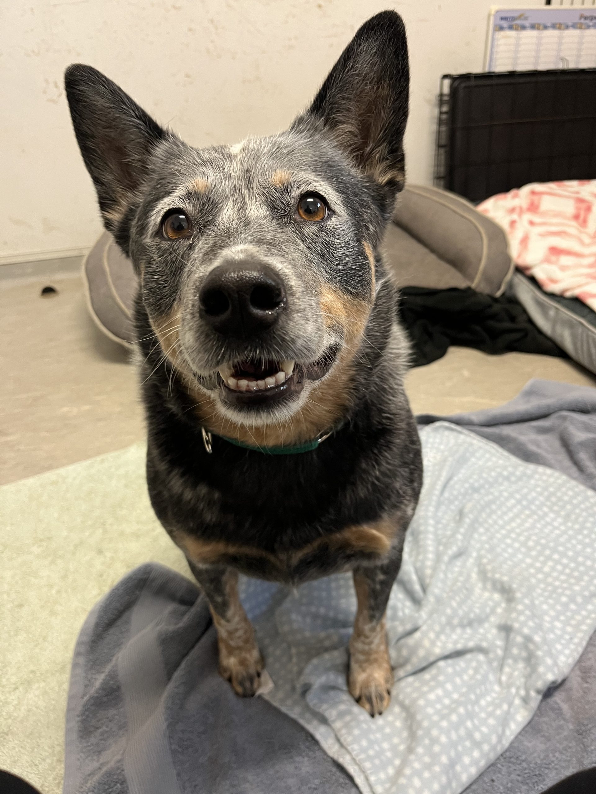 Betsy – Dogs' Refuge Home