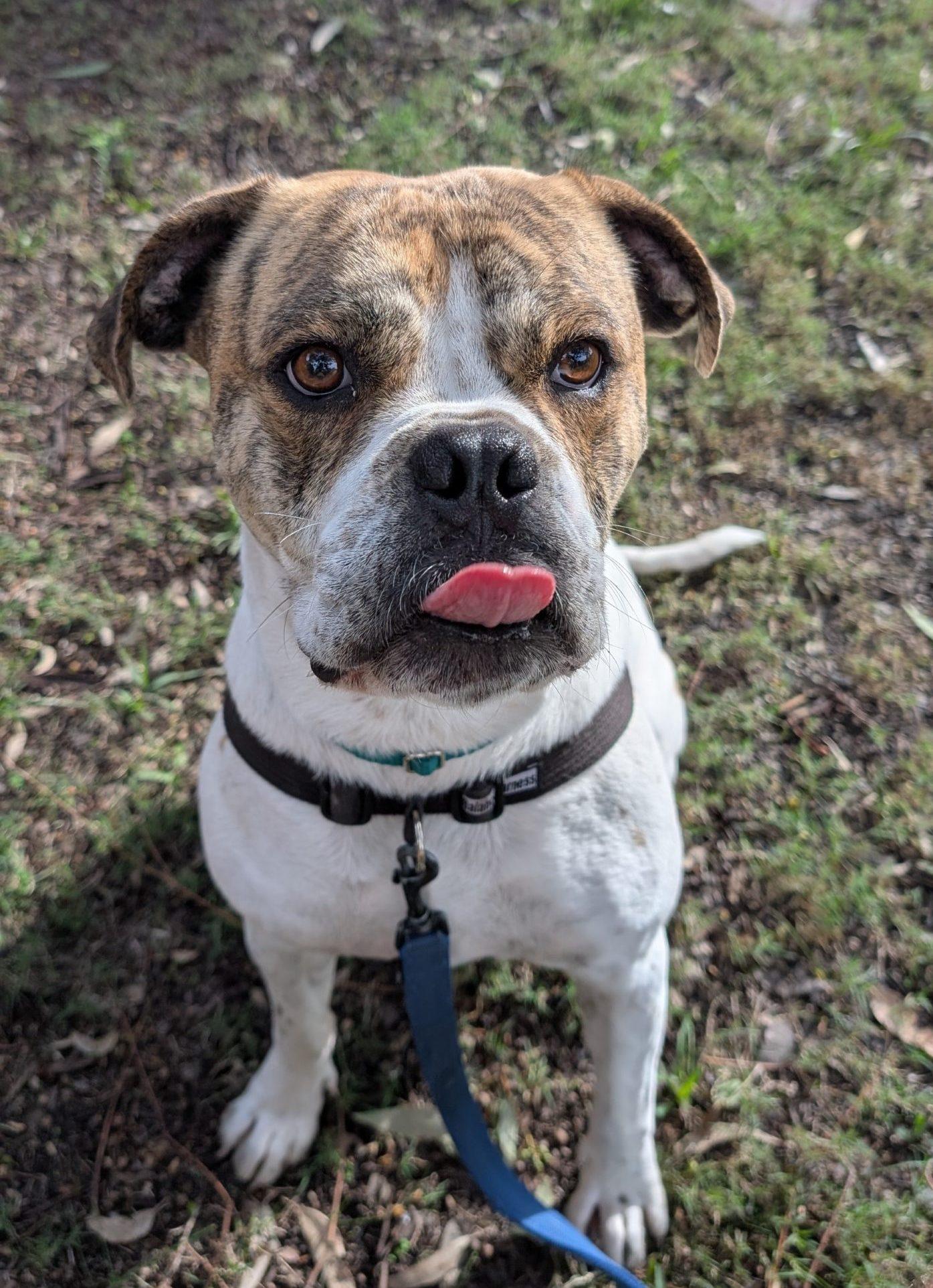 Aaron – Dogs' Refuge Home