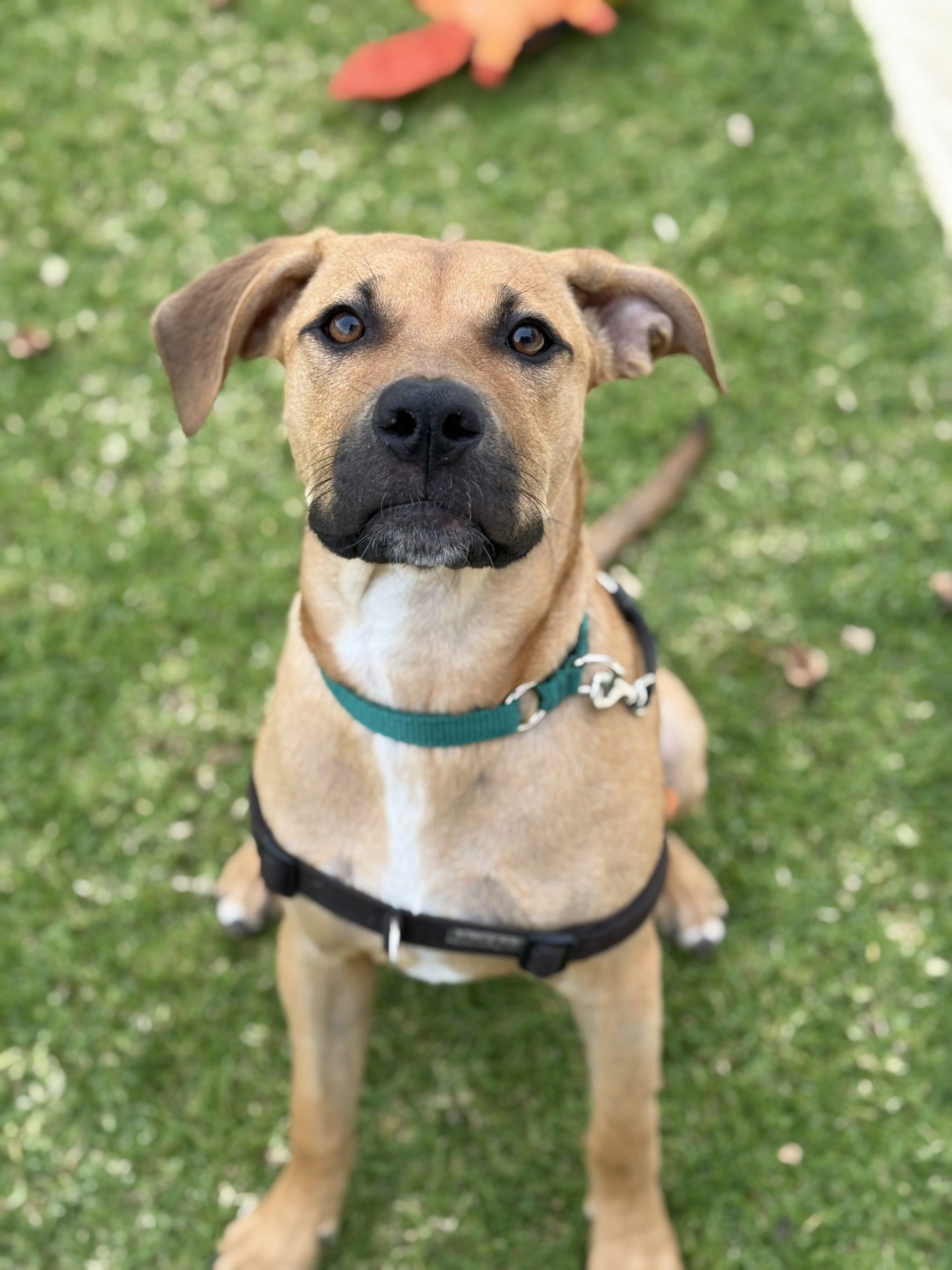 Hugo – Dogs' Refuge Home