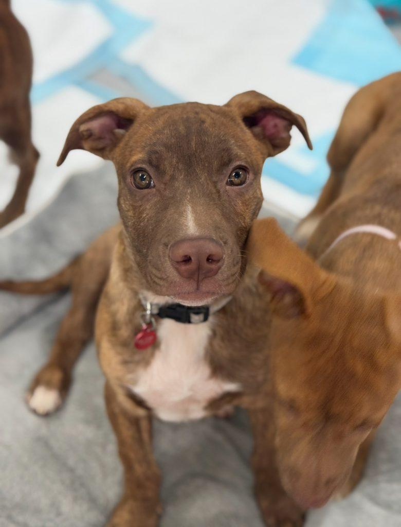 Supreme – Dogs' Refuge Home