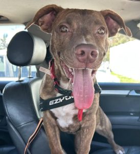 Supreme – Dogs' Refuge Home