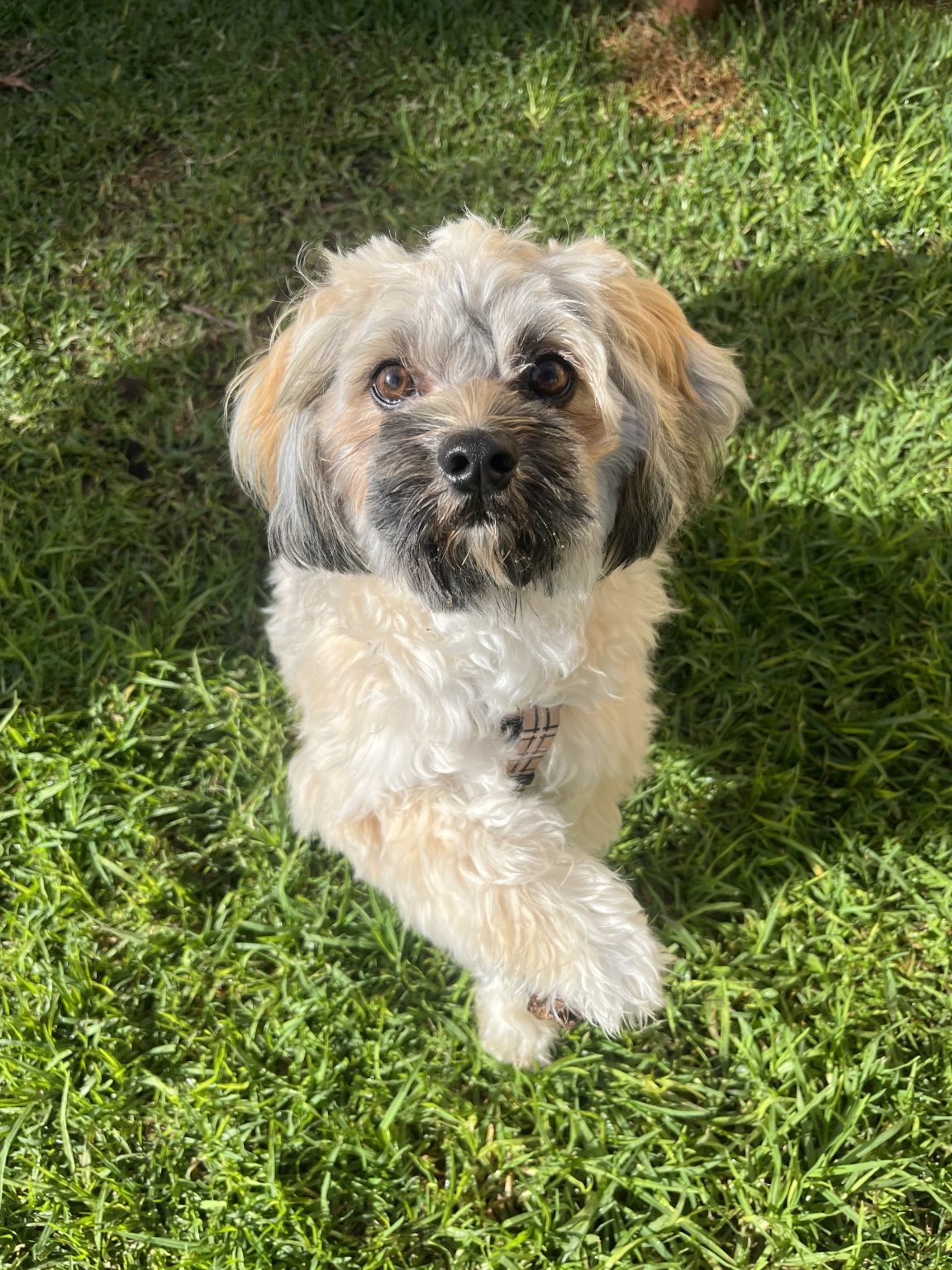 Buddy – Dogs' Refuge Home