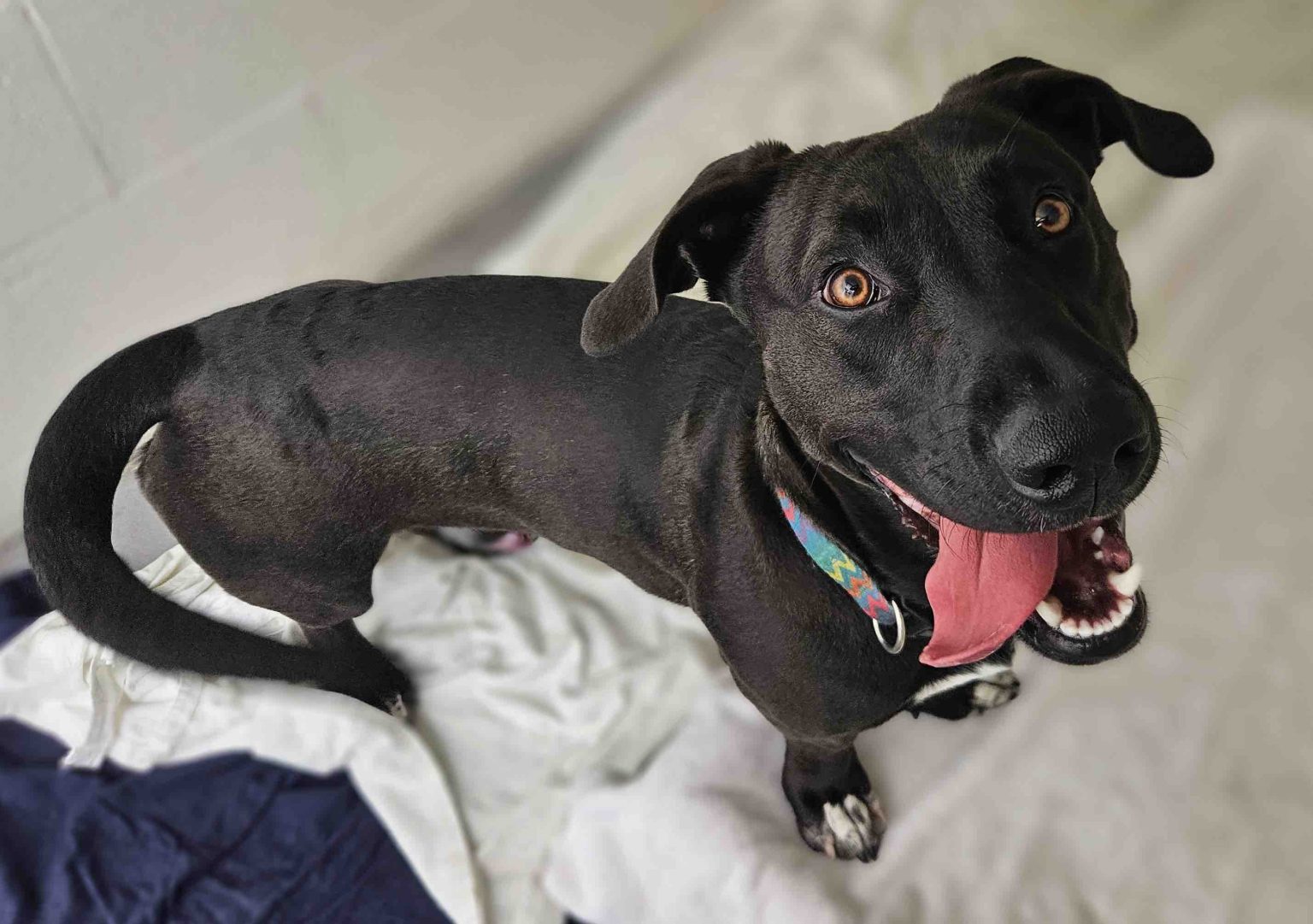 Barney – Dogs' Refuge Home