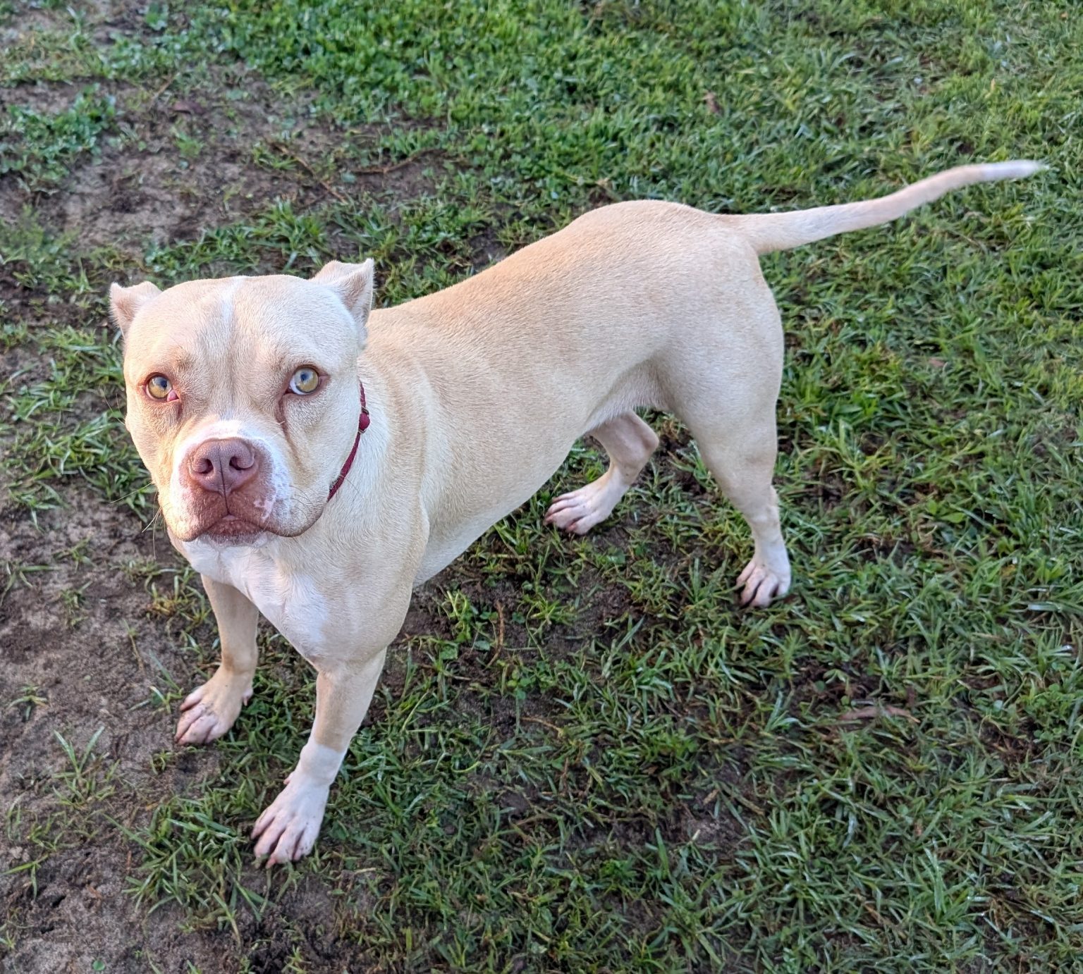 Bailey – Dogs' Refuge Home