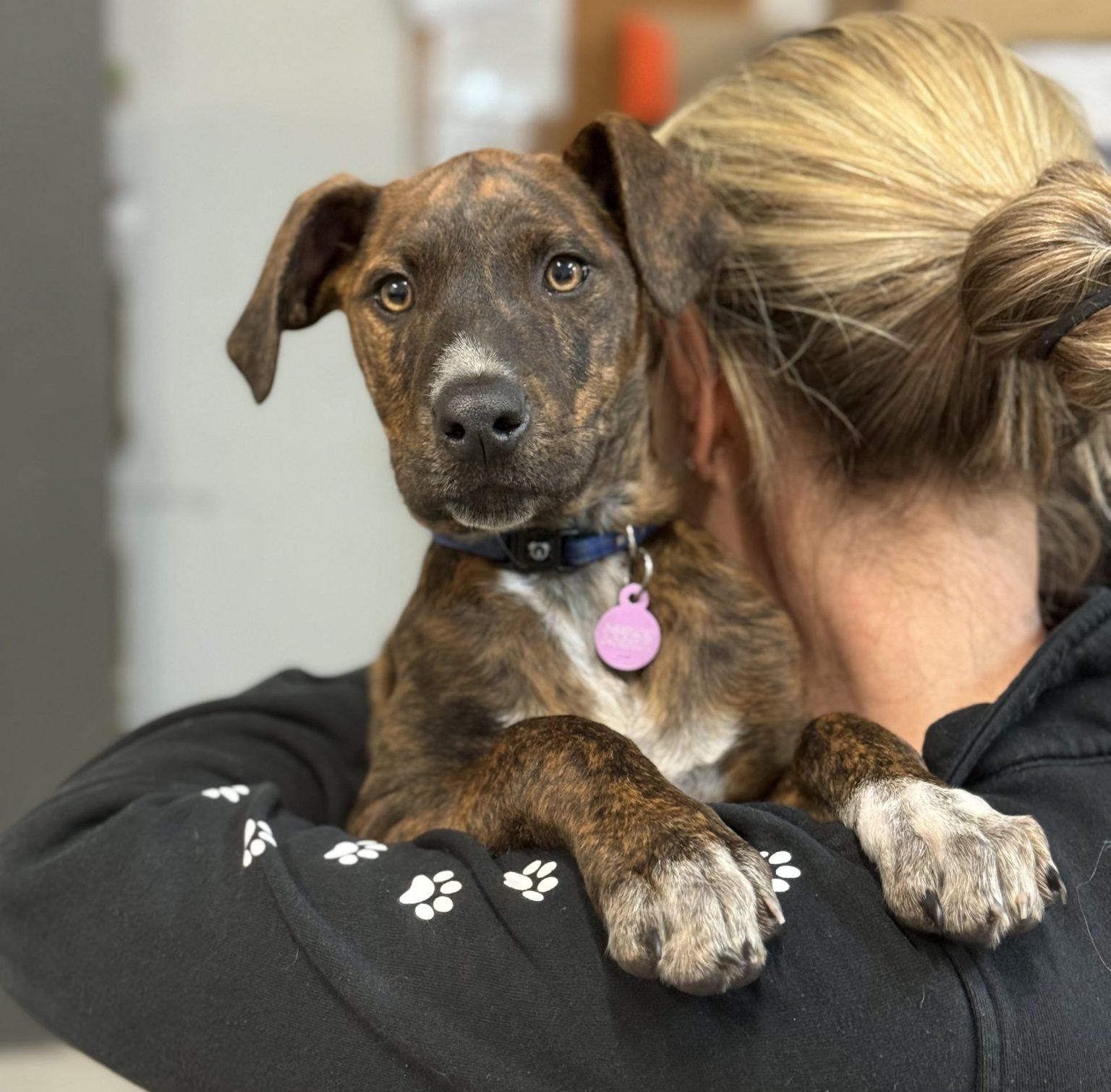 Audrey – Dogs' Refuge Home