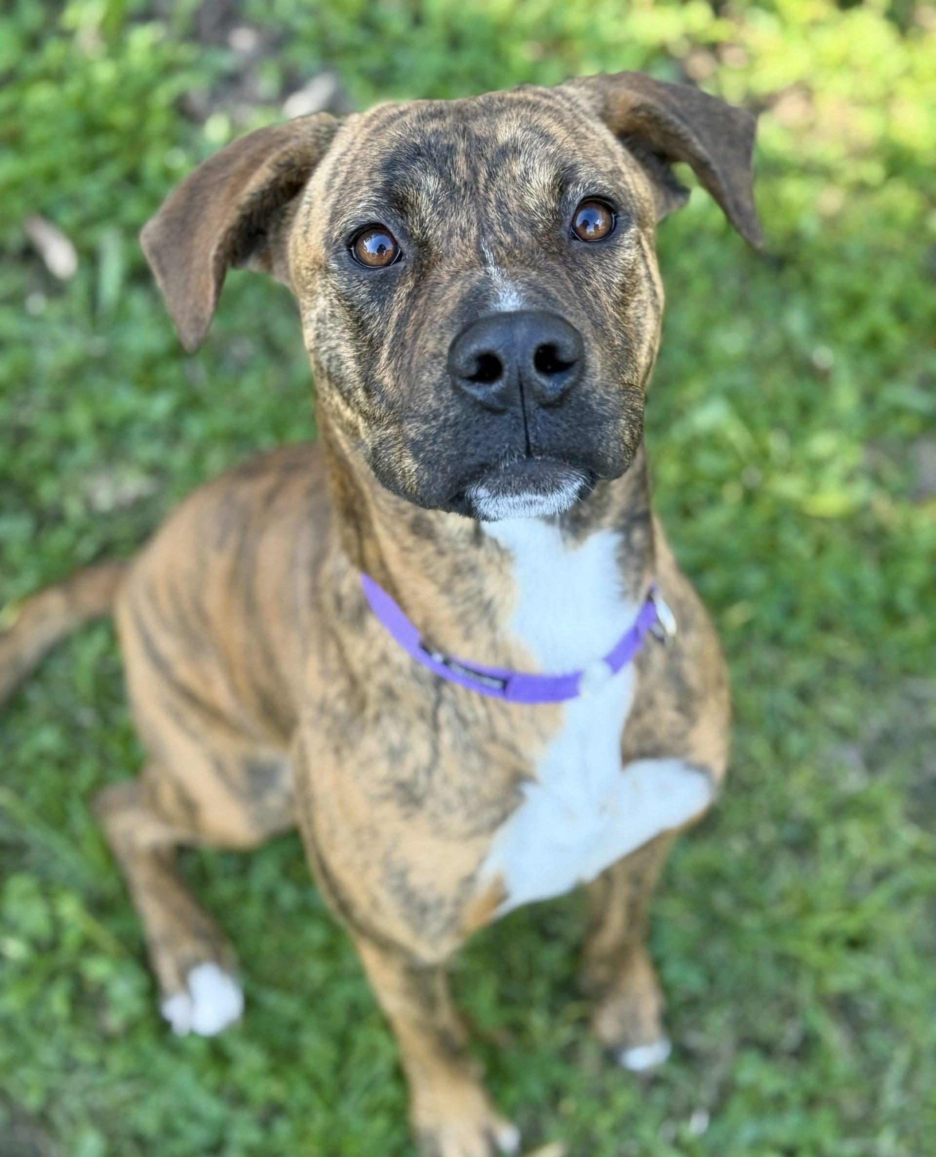 Aurora – Dogs' Refuge Home