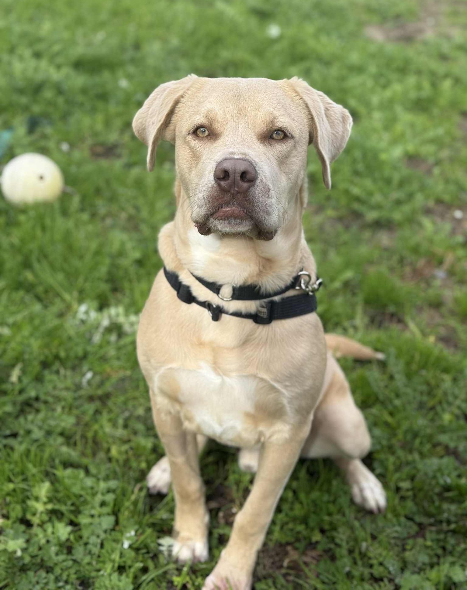 Baloo – Dogs' Refuge Home