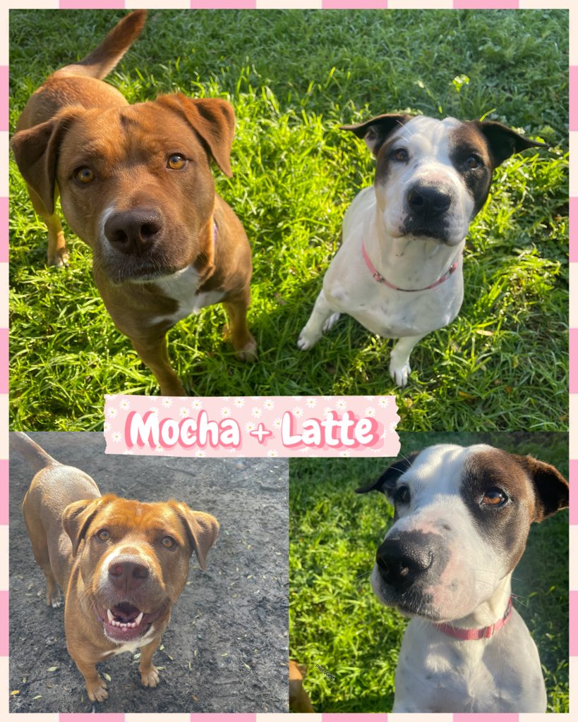 Mocha – Dogs' Refuge Home