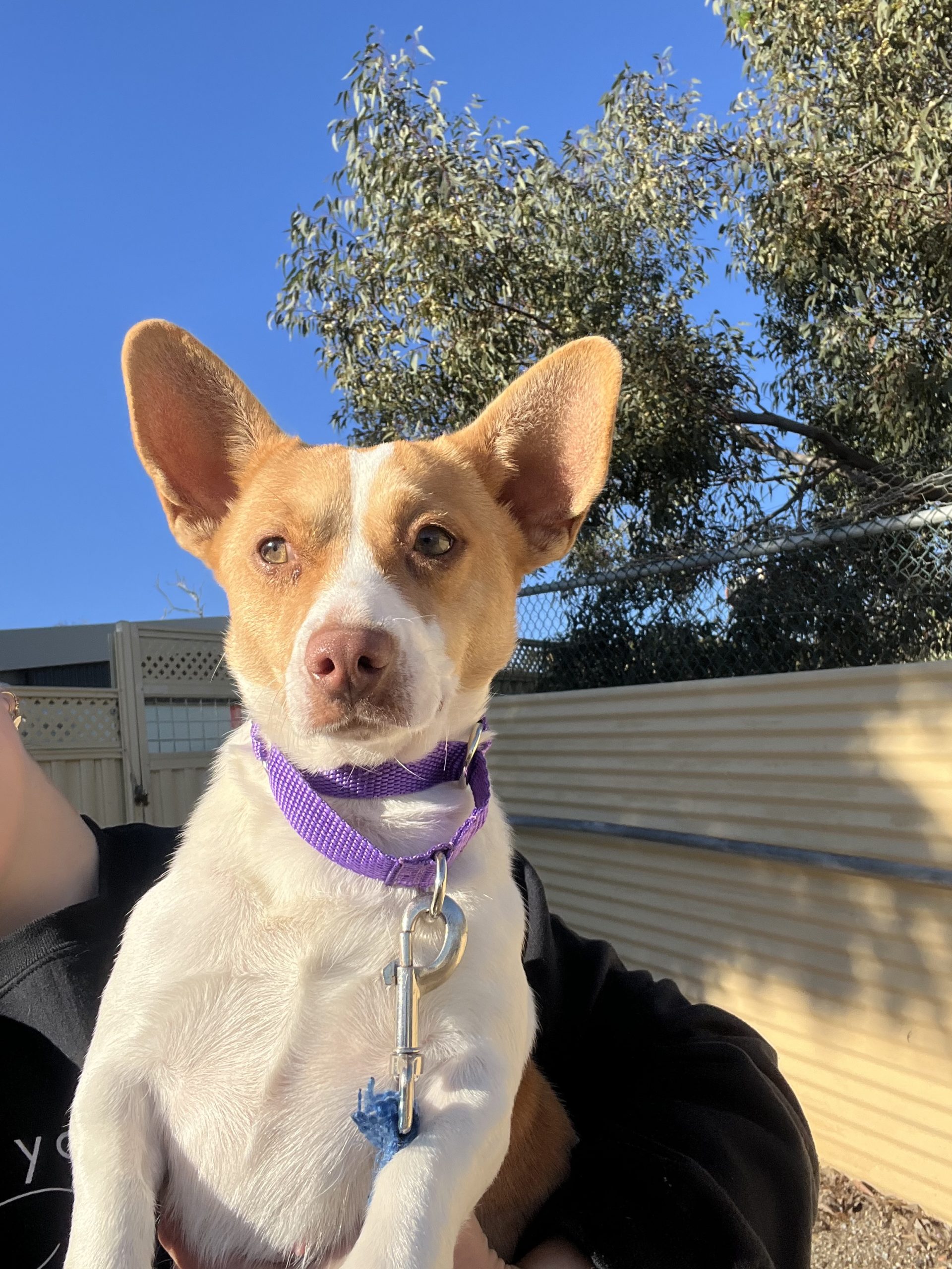 Narla – Dogs' Refuge Home