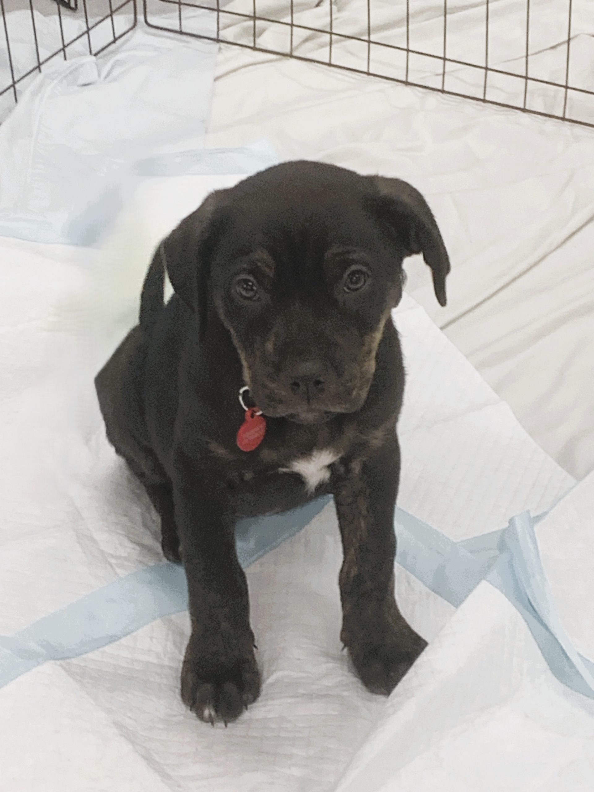 Rachel – Dogs' Refuge Home