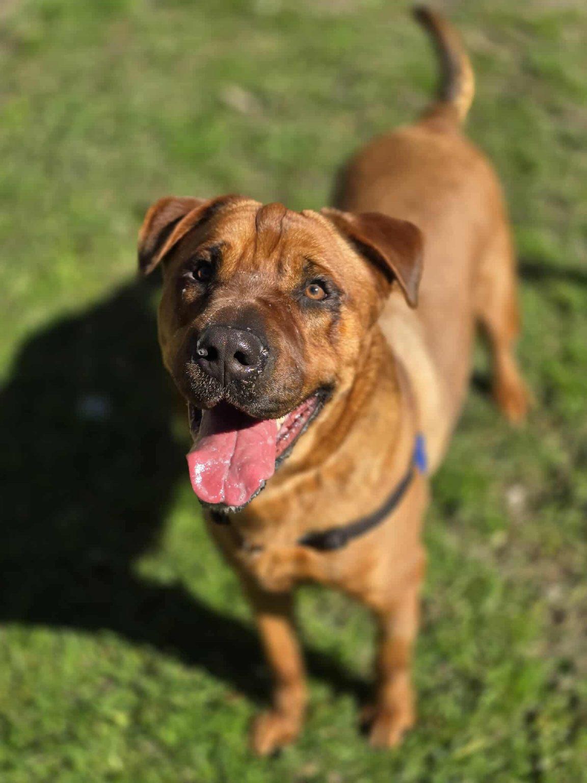 Mateo – Dogs' Refuge Home