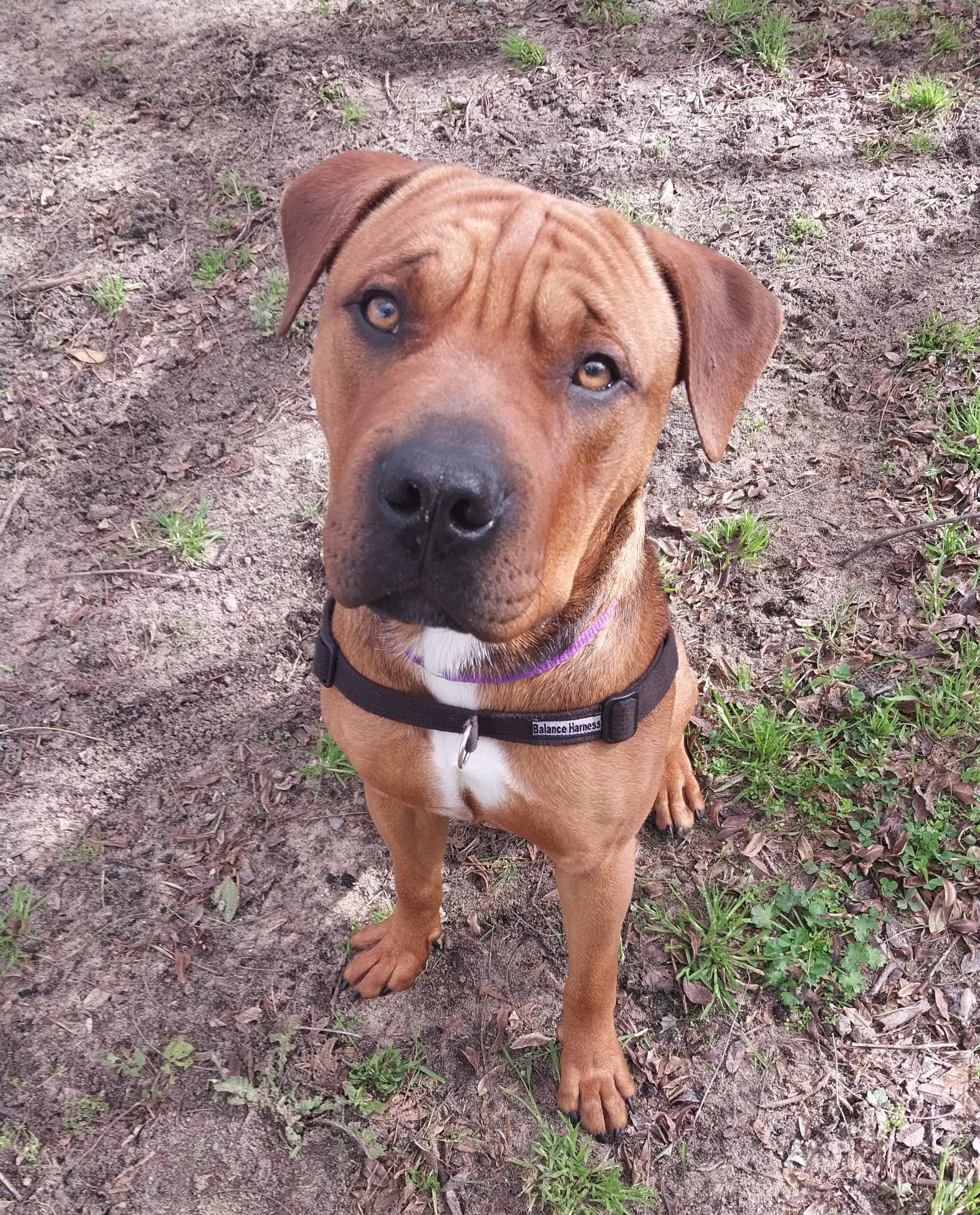 Danny – Dogs' Refuge Home