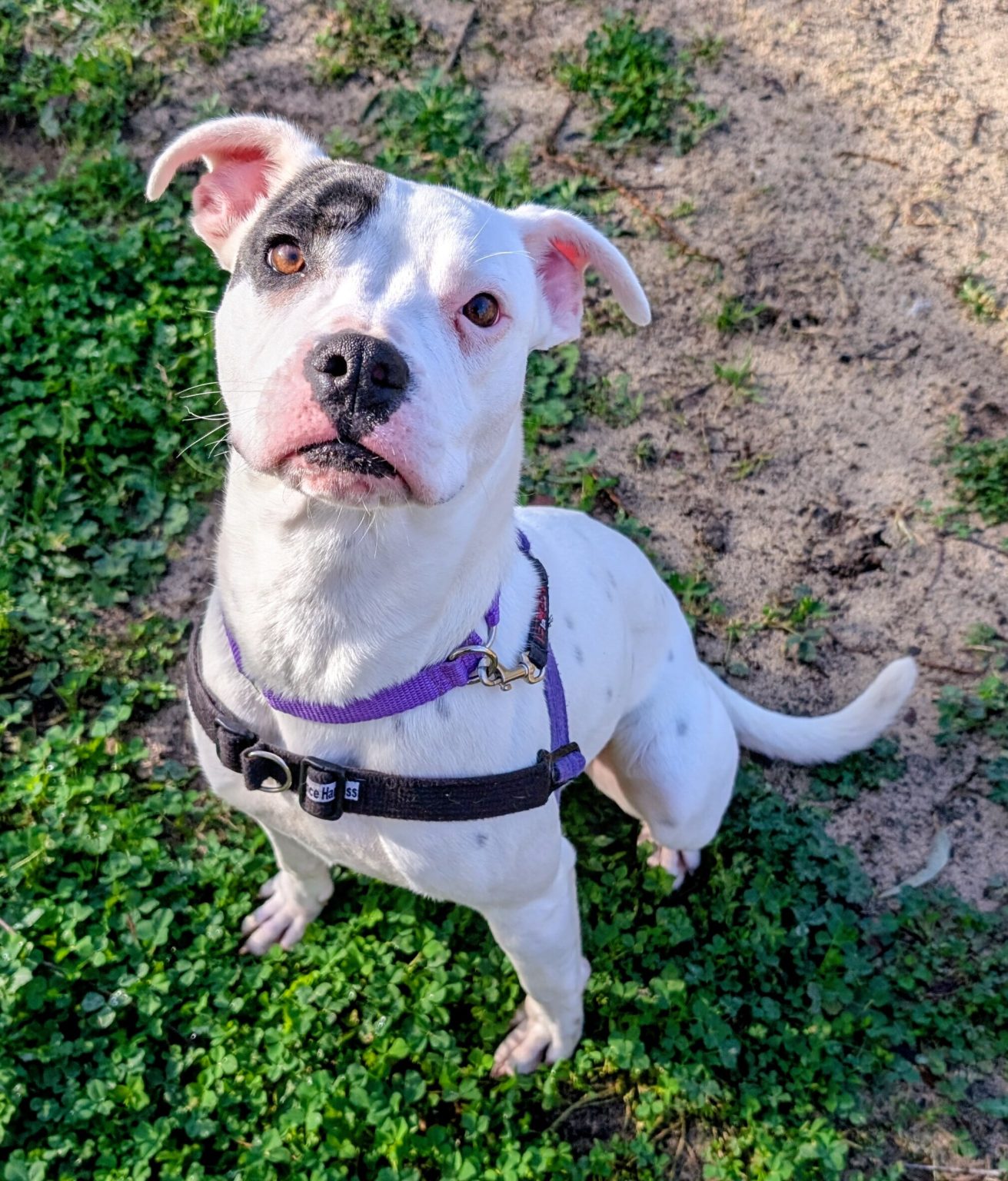 Tiffany – Dogs' Refuge Home