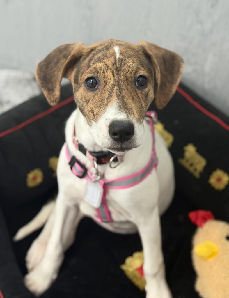 Burberry – Dogs' Refuge Home