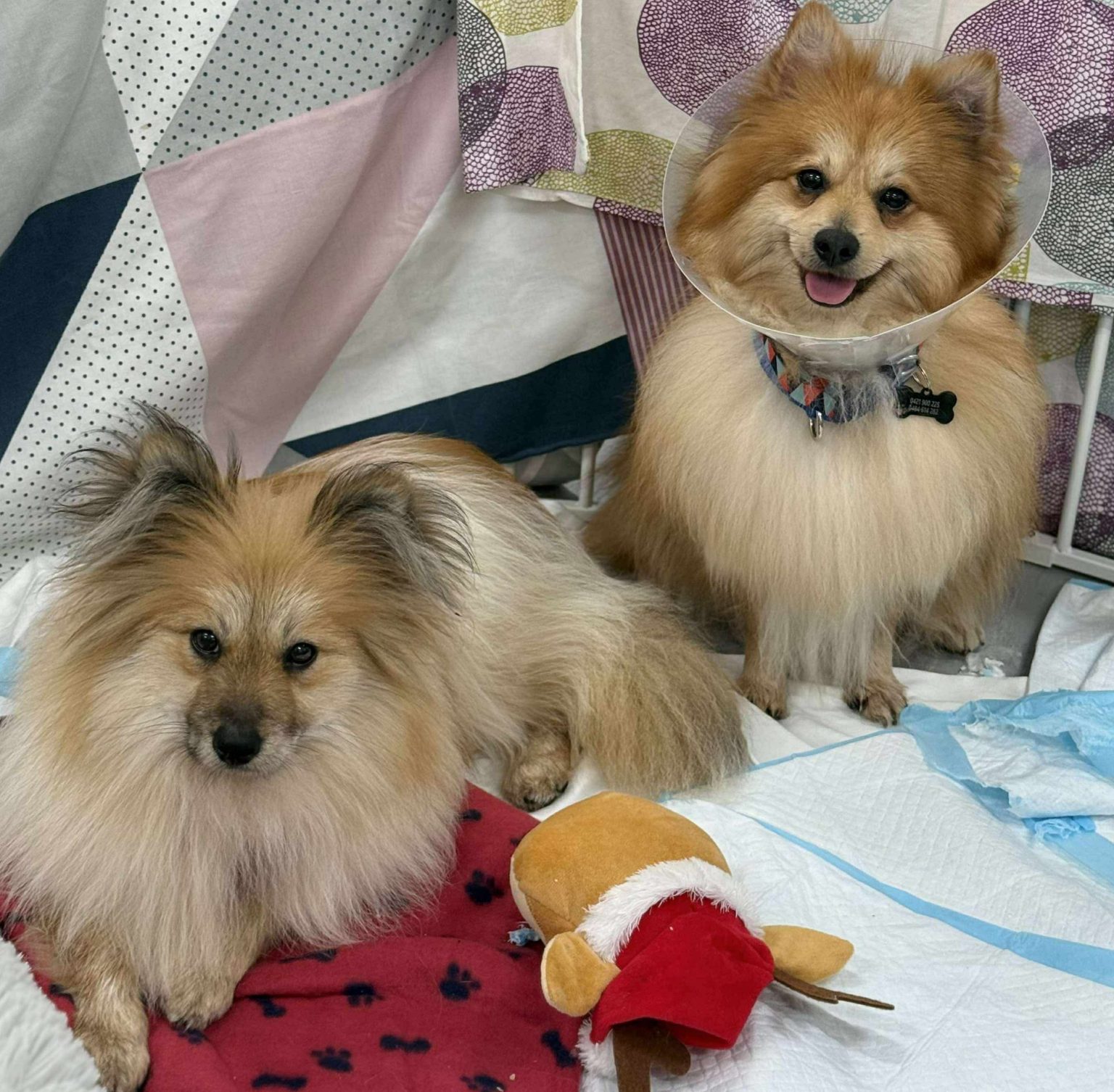 Scotty – Dogs' Refuge Home