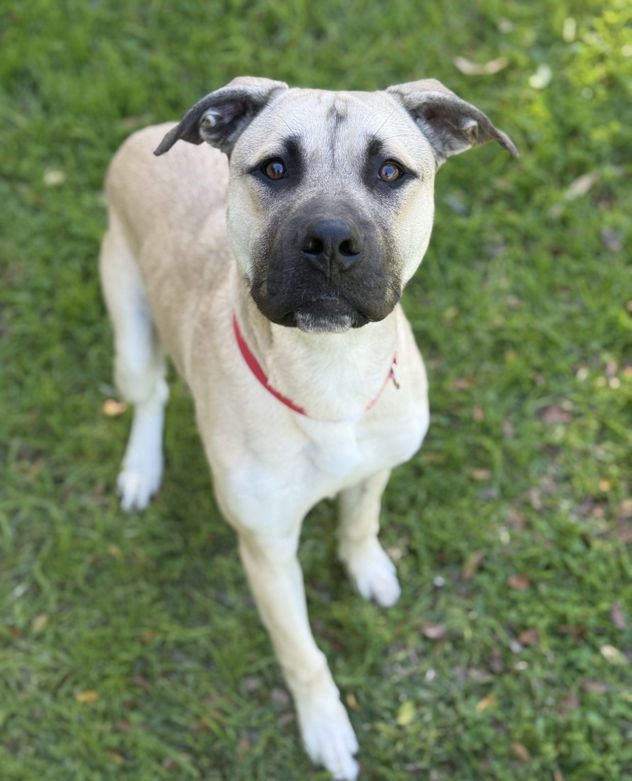 Dexter B – Dogs' Refuge Home