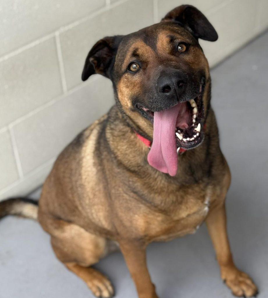 Kobie – Dogs' Refuge Home
