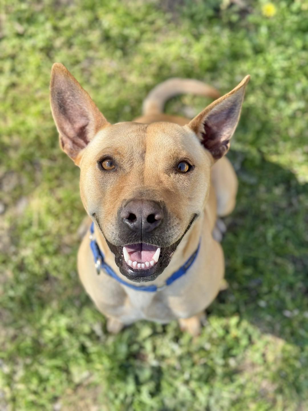 Lyla Rose – Dogs' Refuge Home