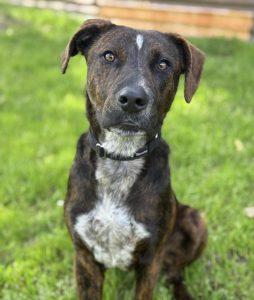 Tate – Dogs' Refuge Home