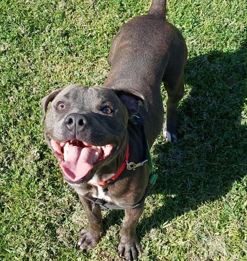 Tiger – Dogs' Refuge Home