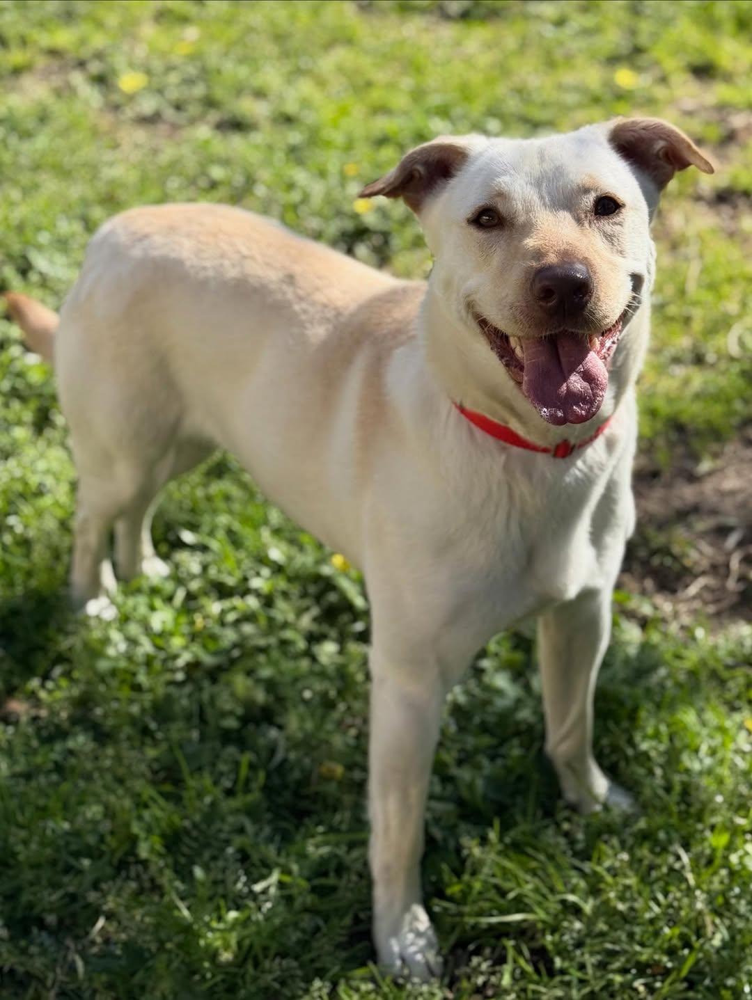 Kayla – Dogs' Refuge Home