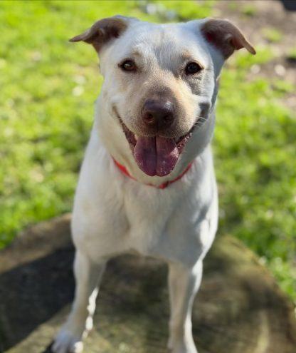 Kayla – Dogs' Refuge Home