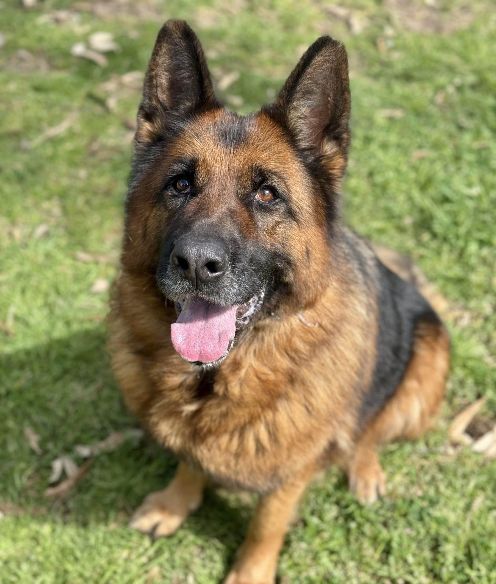 Max – Dogs' Refuge Home