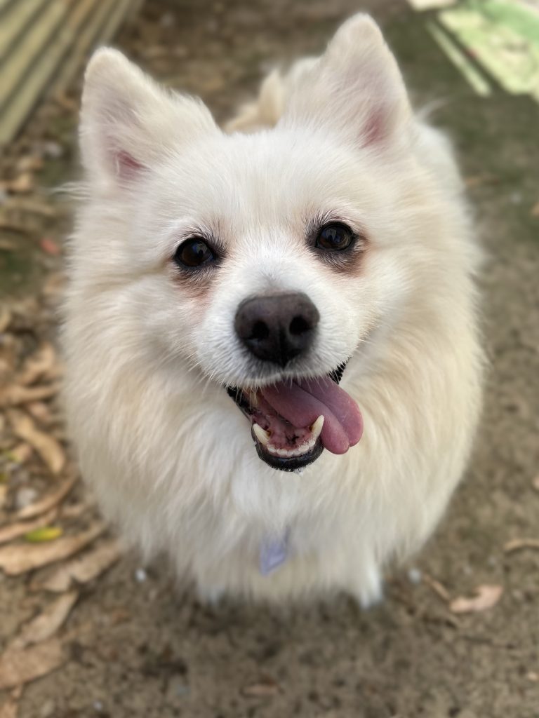 Mindy – Dogs' Refuge Home