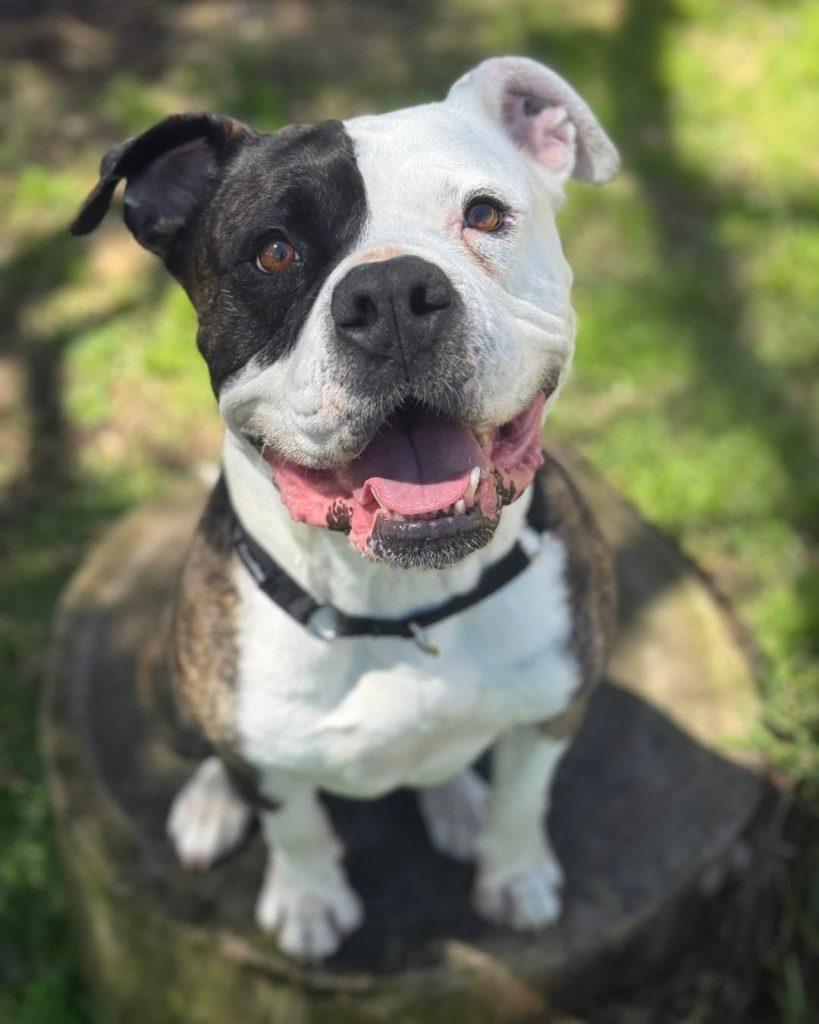 Denji – Dogs' Refuge Home