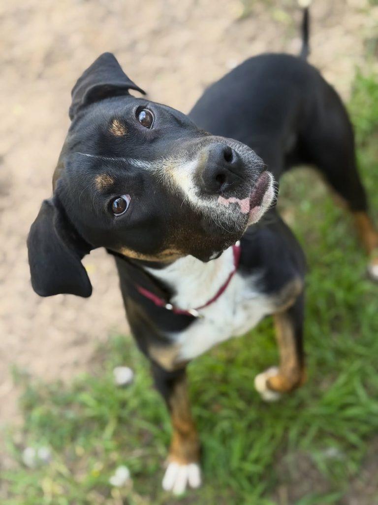 Simba – Dogs' Refuge Home