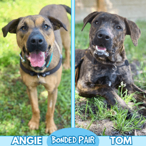 Angie – Dogs' Refuge Home